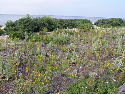 Flora of the Future & Projective Ecologies | News | Archinect