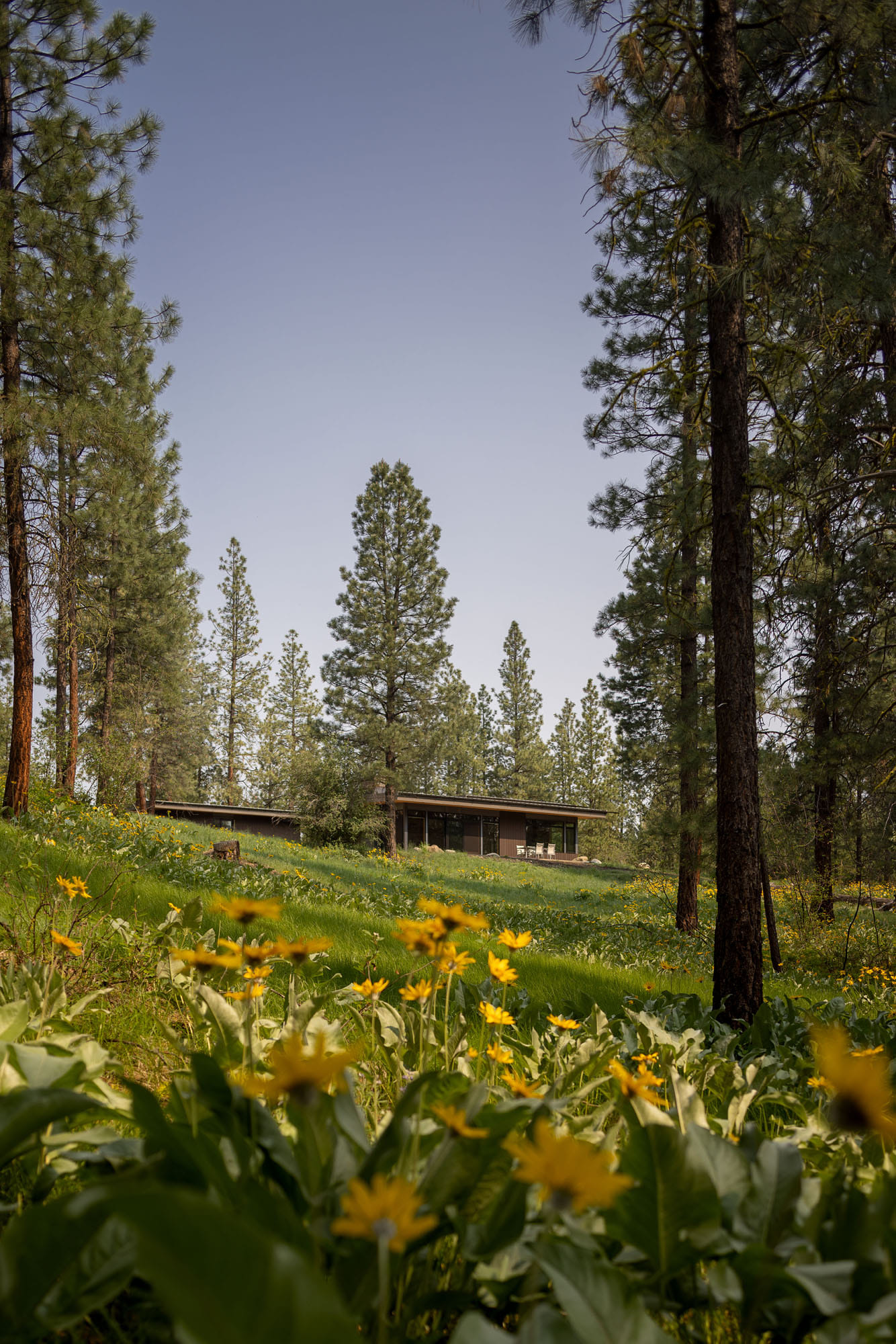 Wildflower | Prentiss + Balance + Wickline Architects | Archinect