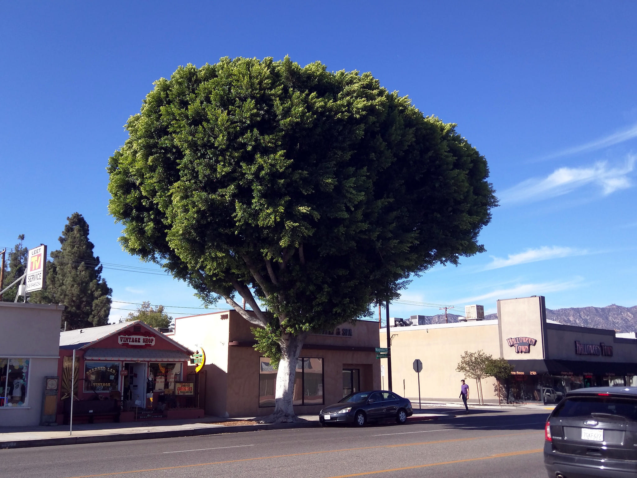 Los Angeles's sad trees have reason to hope | News | Archinect