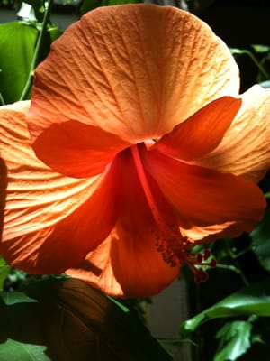 inge malinow | Archinect