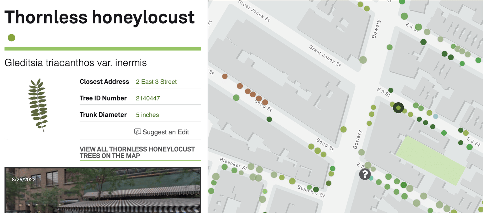 New York City’s interactive Tree Map offers live insights into over ...