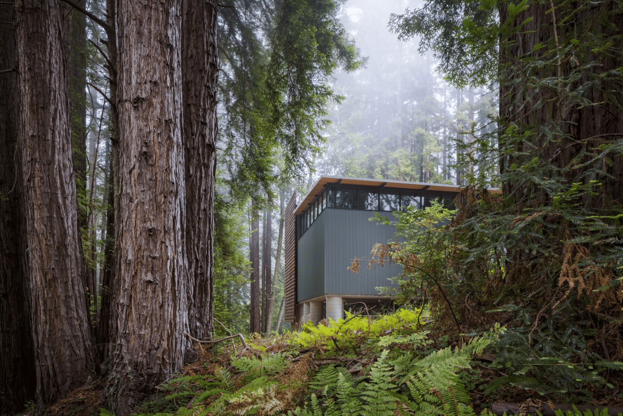 Miller Hull's redwood laboratory for UC Santa Cruz aims to be light on ...