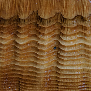 Rex Hughes | Archinect