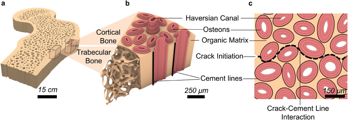 Engineers develop bone-inspired concrete for stronger structures | News ...