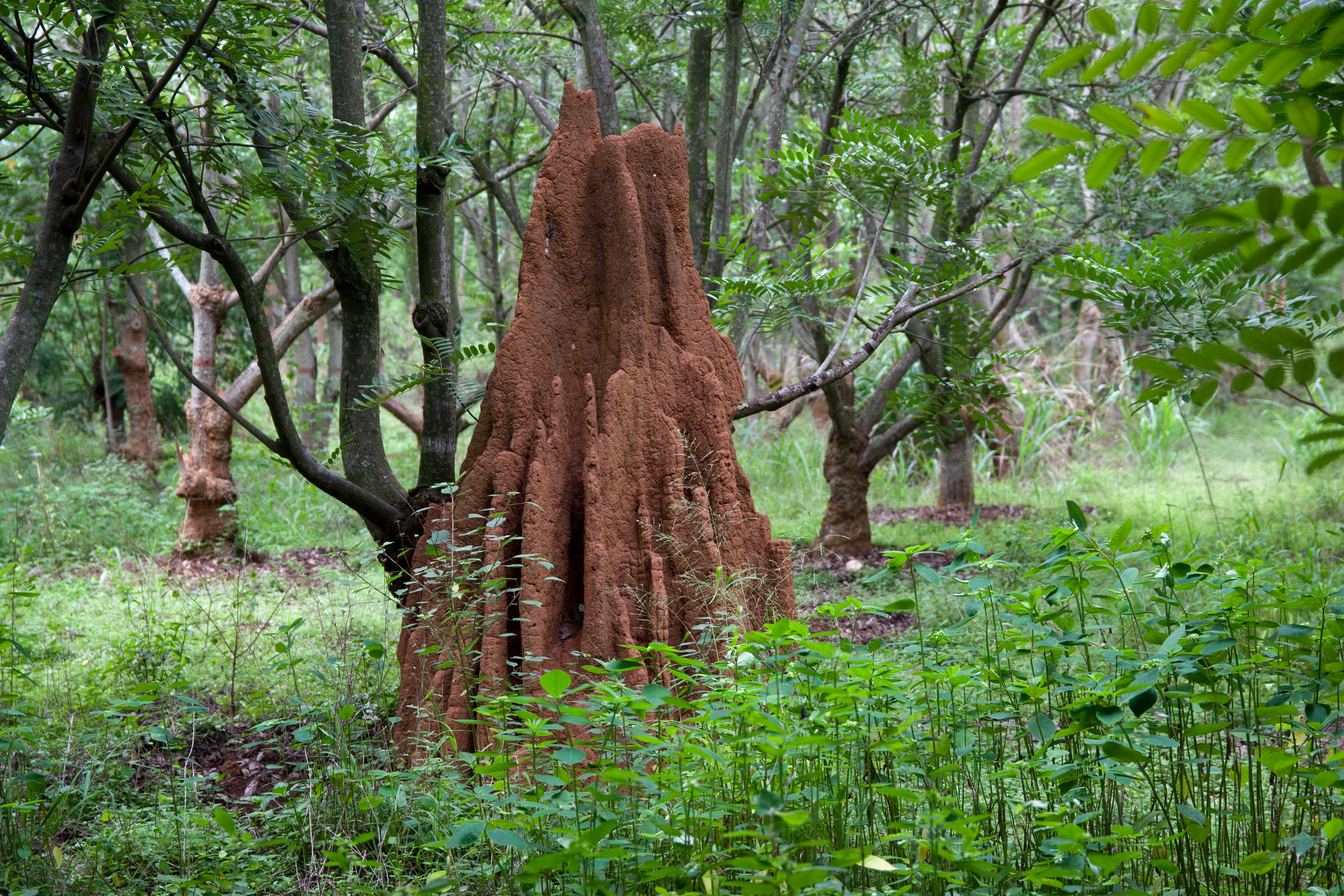 Termite mounds hold secrets for energy-efficient buildings, researchers ...