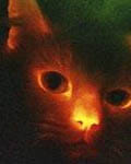SKorean Scientists Clone Cats That Glow | News | Archinect