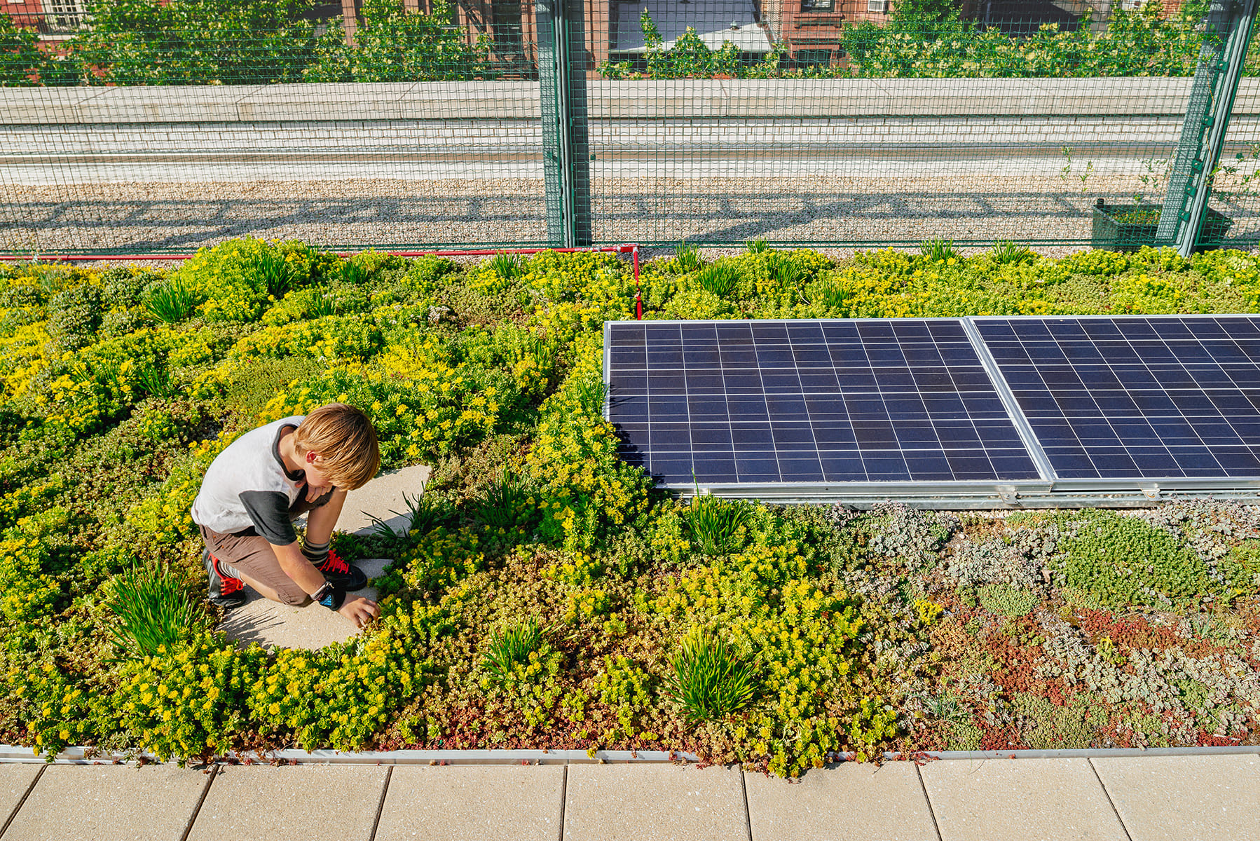 Greenwich Village School Green Roof—PS41 | MBB Architects | Archinect