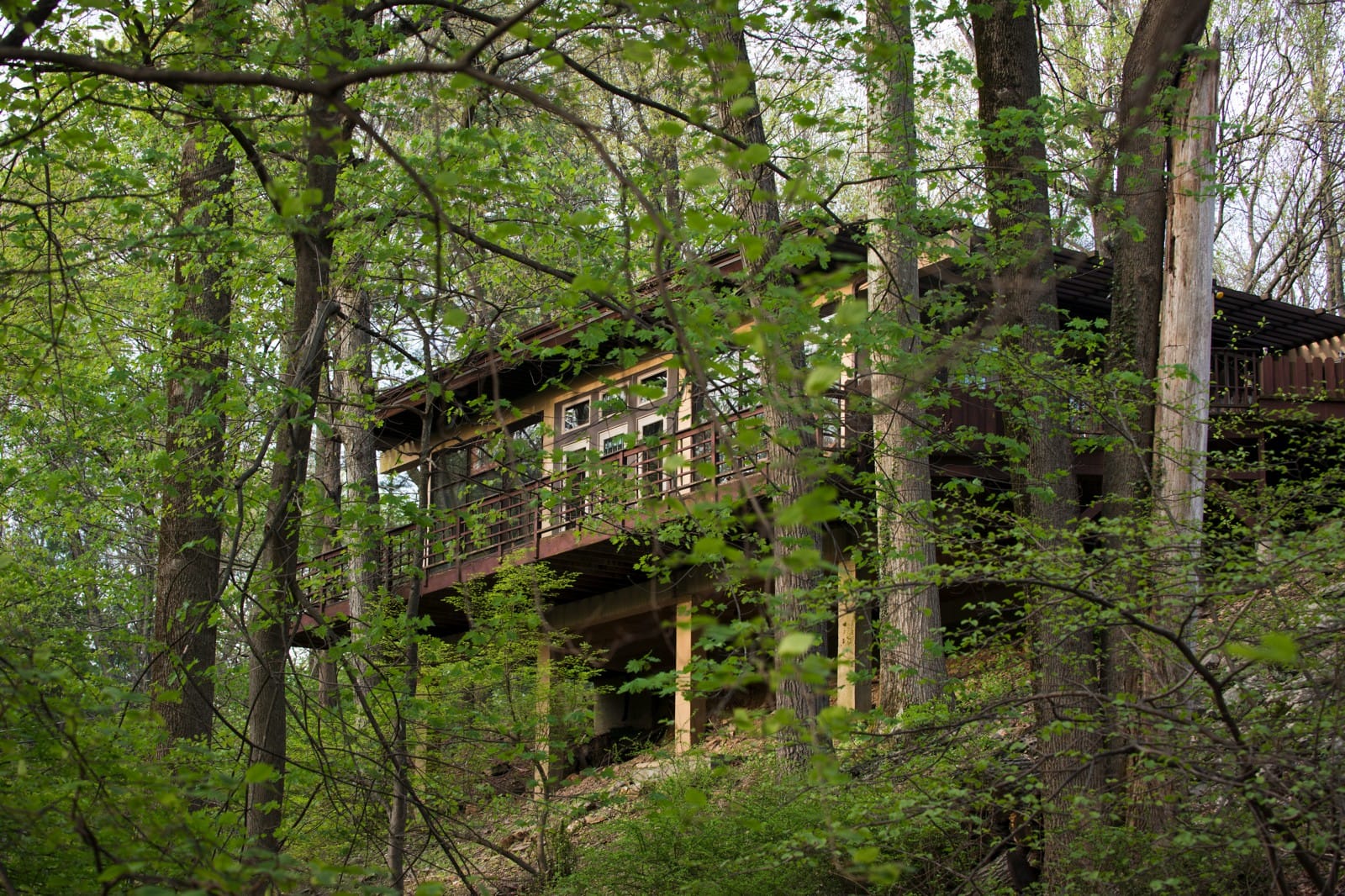 Revisiting the legacy of architect Kaneji Domoto in Frank Lloyd Wright ...