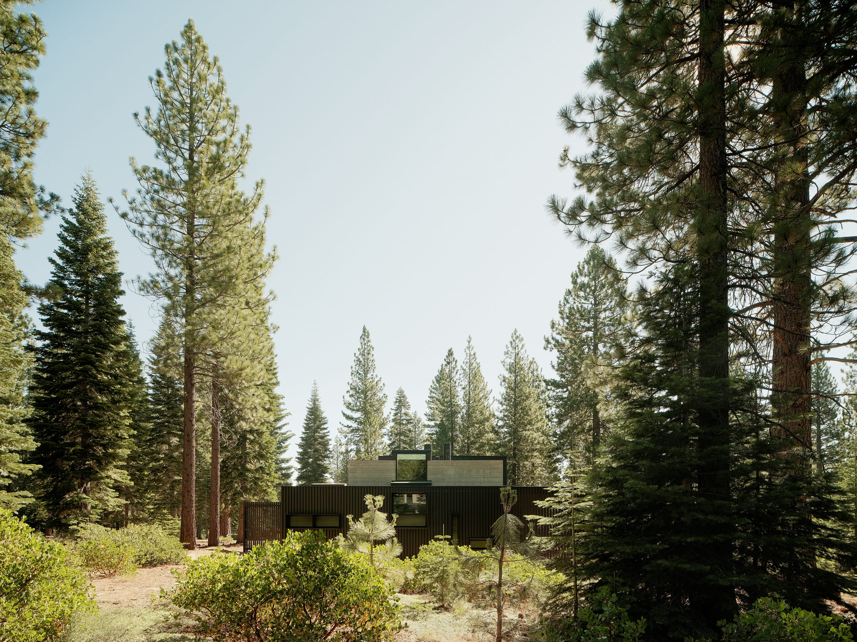 Forest House | Faulkner Architects | Archinect