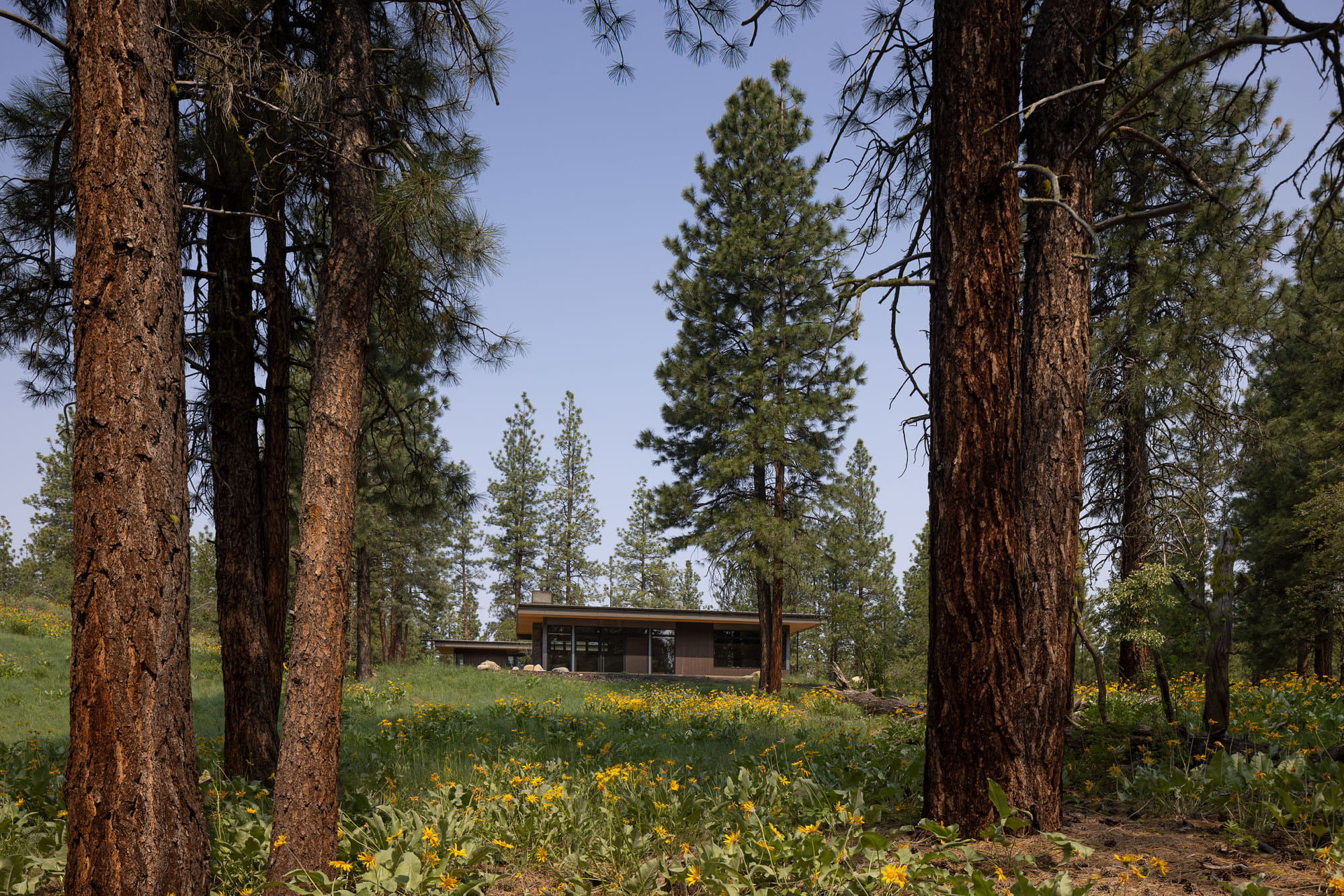 Wildflower | Prentiss + Balance + Wickline Architects | Archinect