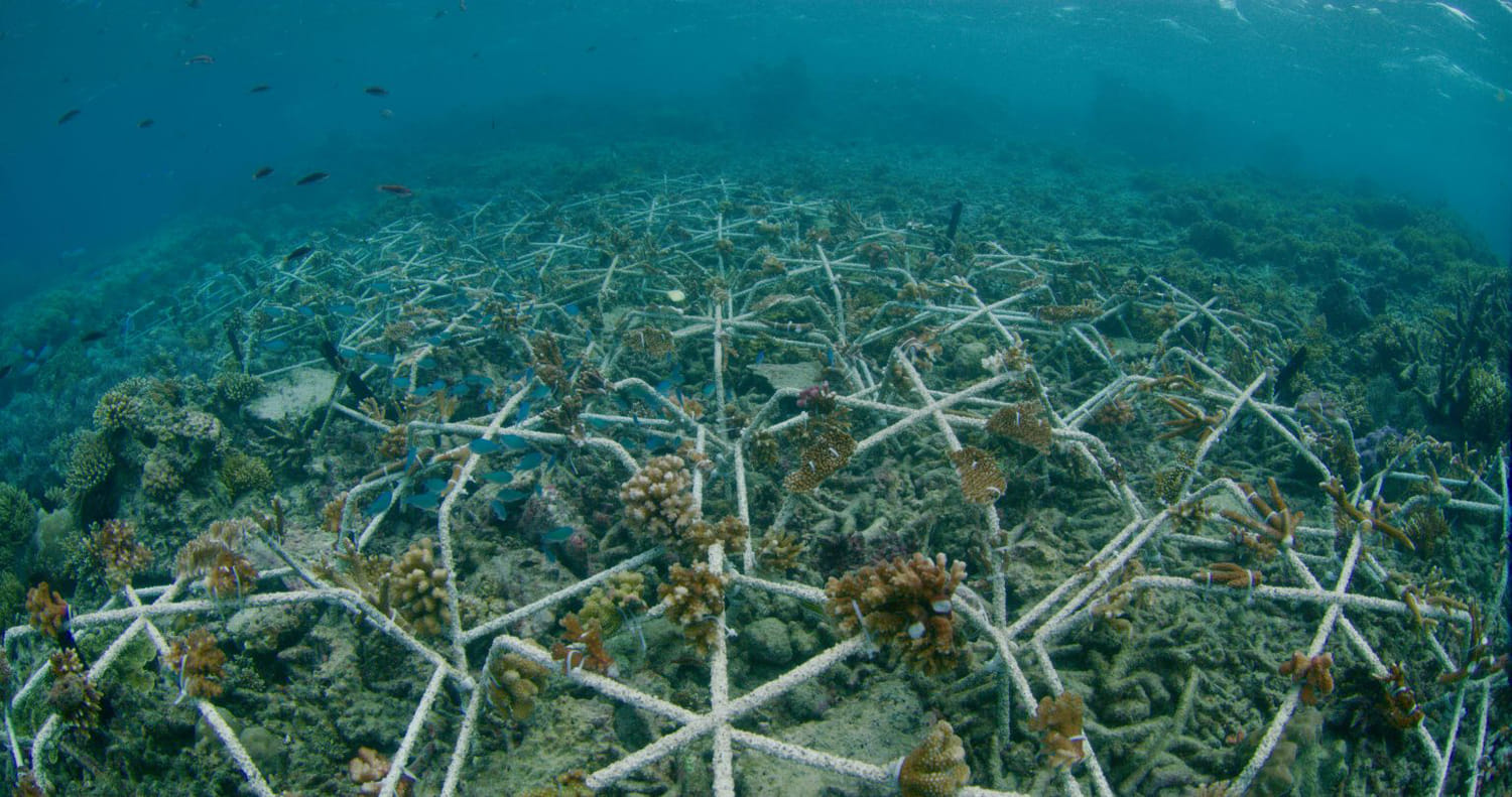 Reef resiliency project awarded SOM Foundation’s 2025 Structural ...