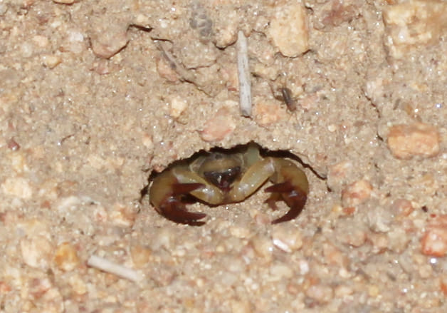 (Un)natural Architectures: Scorpion Design Temperature-Controlled ...